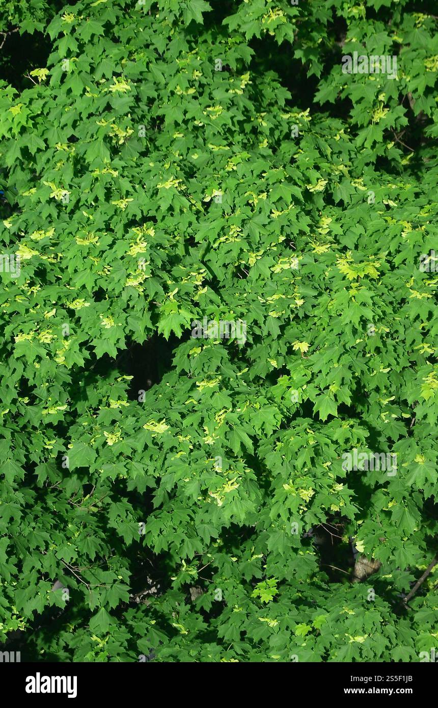 Many green flowering maple trees close up top view. Green flowering ...