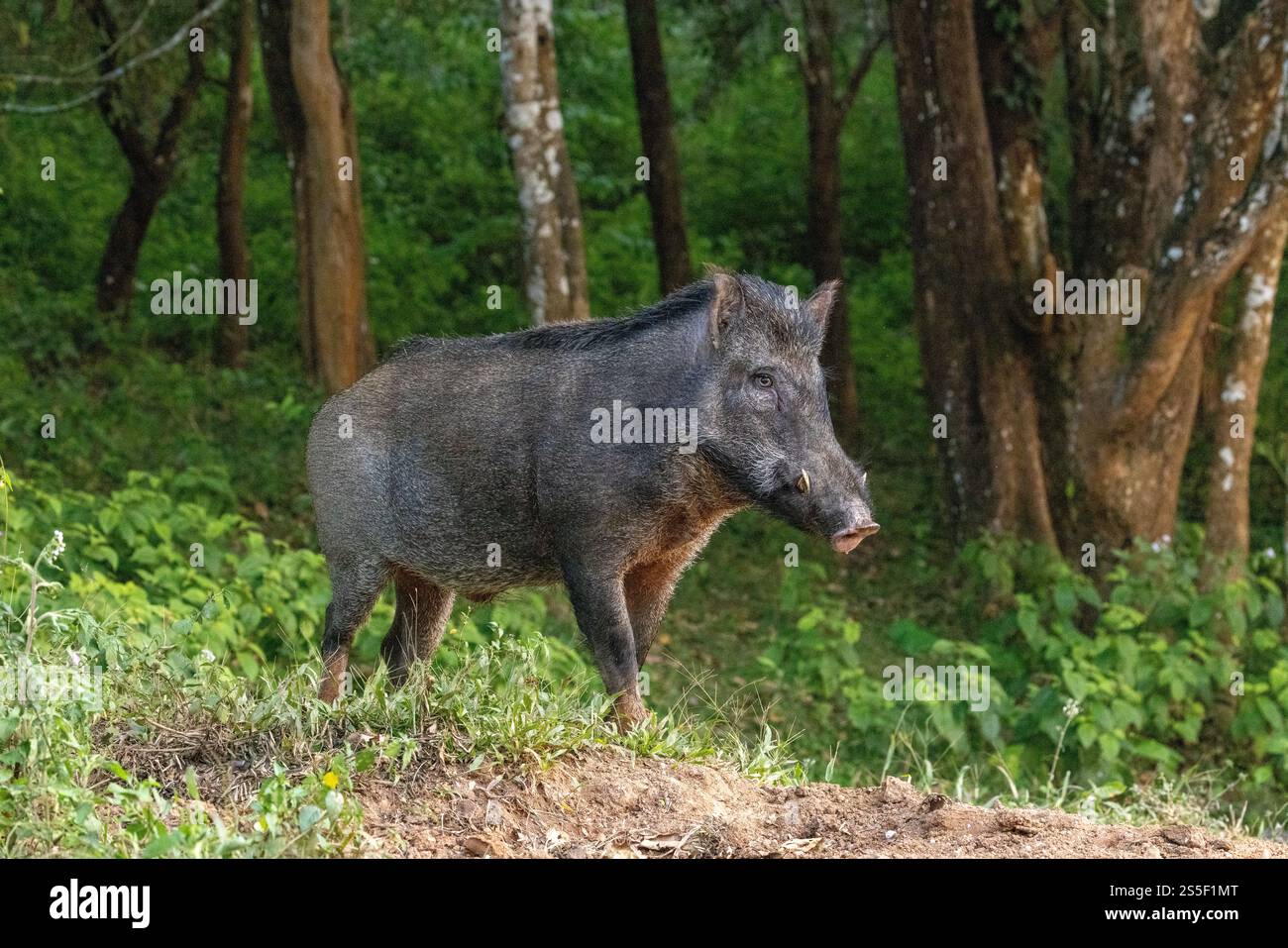 A Wild Boar photographed inside Periyar Tiger Reserve (Kerala Stock ...