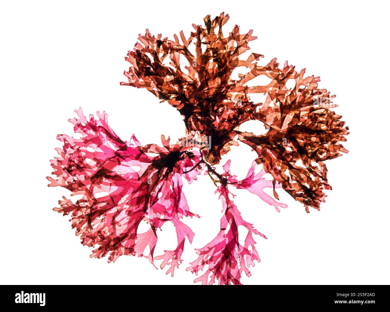 Algae landscape lake Cut Out Stock Images & Pictures - Alamy