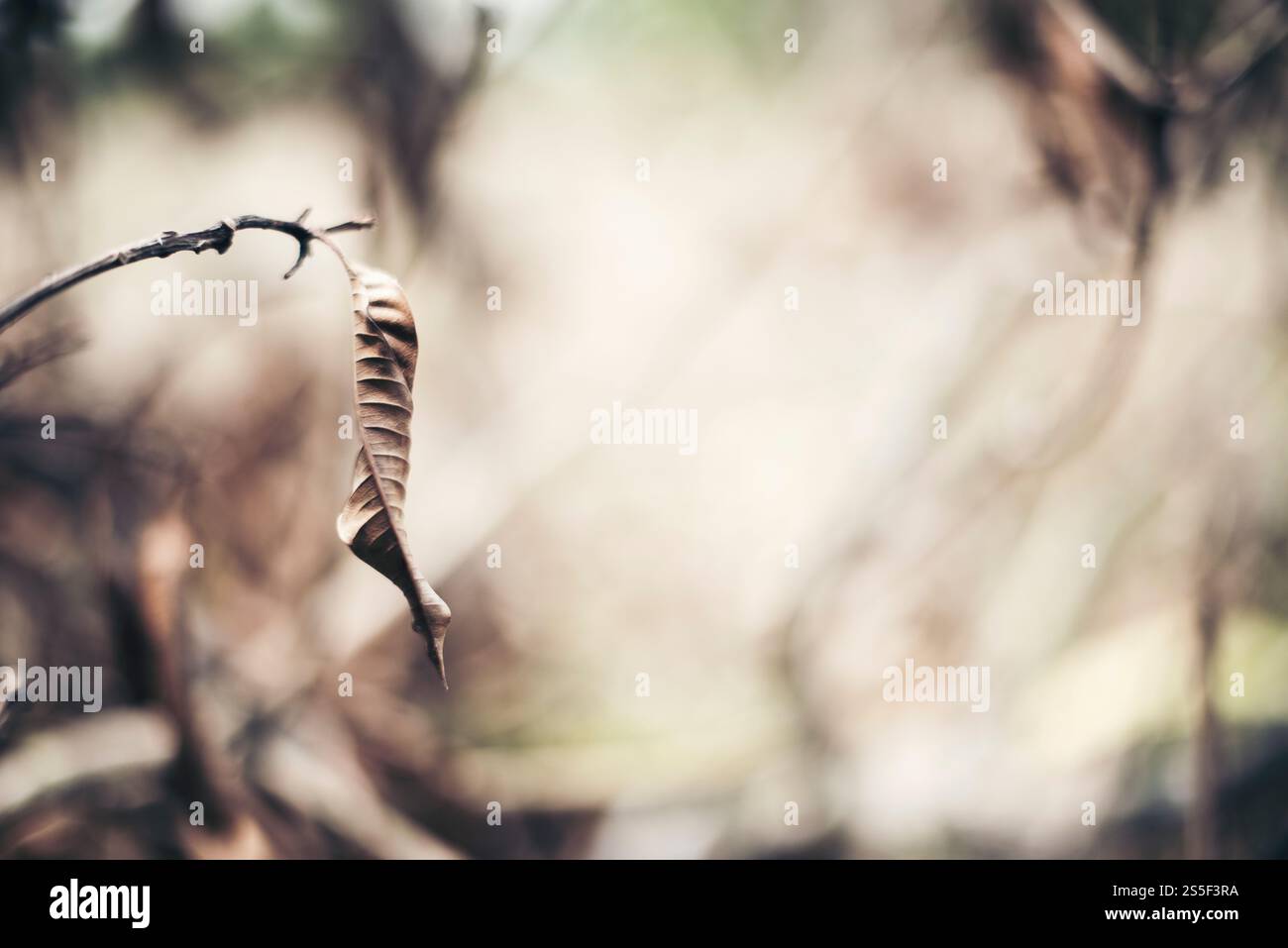 Closeup dry yellow leaf hi-res stock photography and images - Alamy