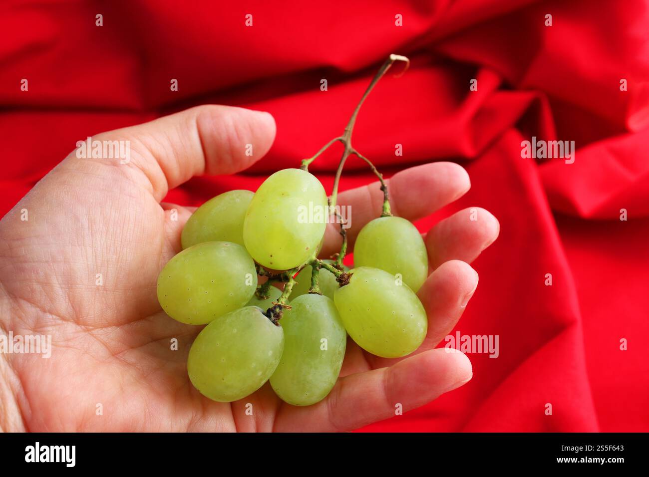 Hand harvesting grapes red grapes hi-res stock photography and images ...
