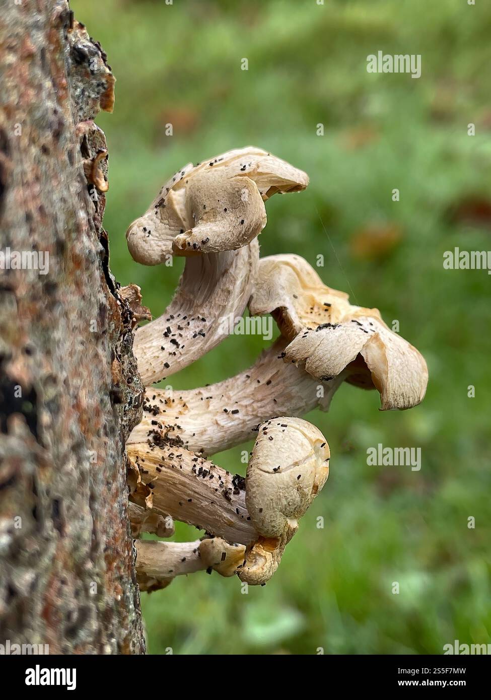Brown root rot fungus hi-res stock photography and images - Alamy