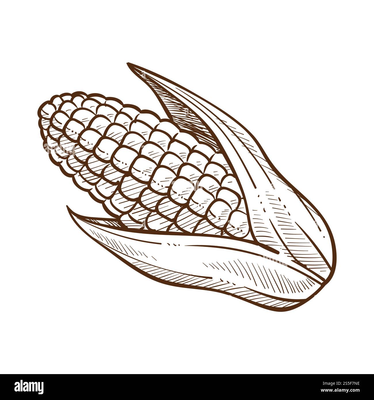 Sketch, graphic drawing of a corn, maize with leaves, monochrome flat ...