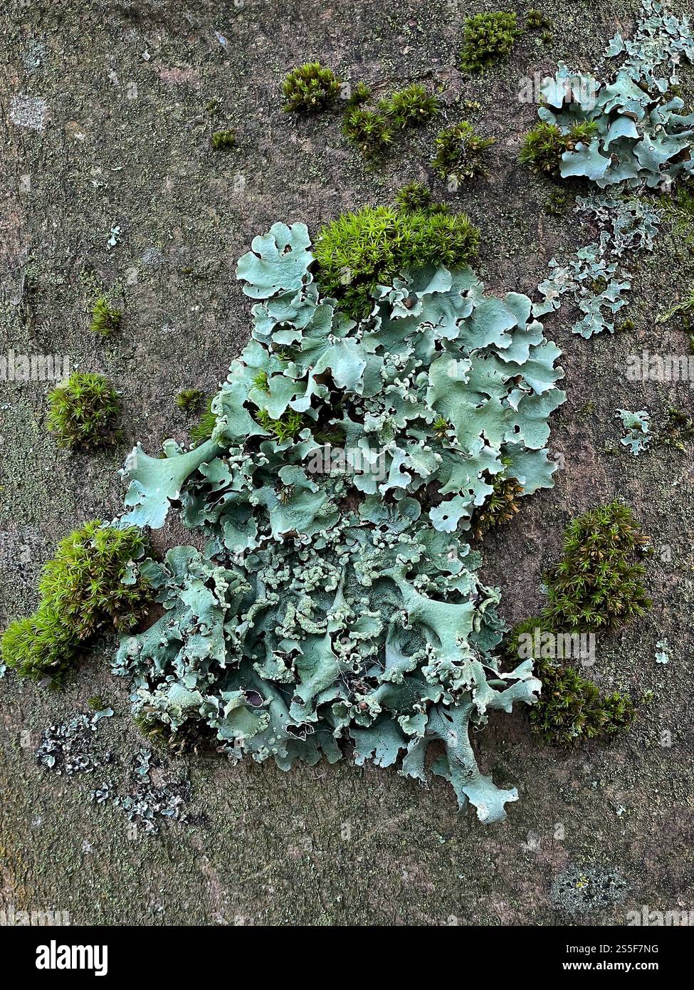 Symbyotic hi-res stock photography and images - Alamy