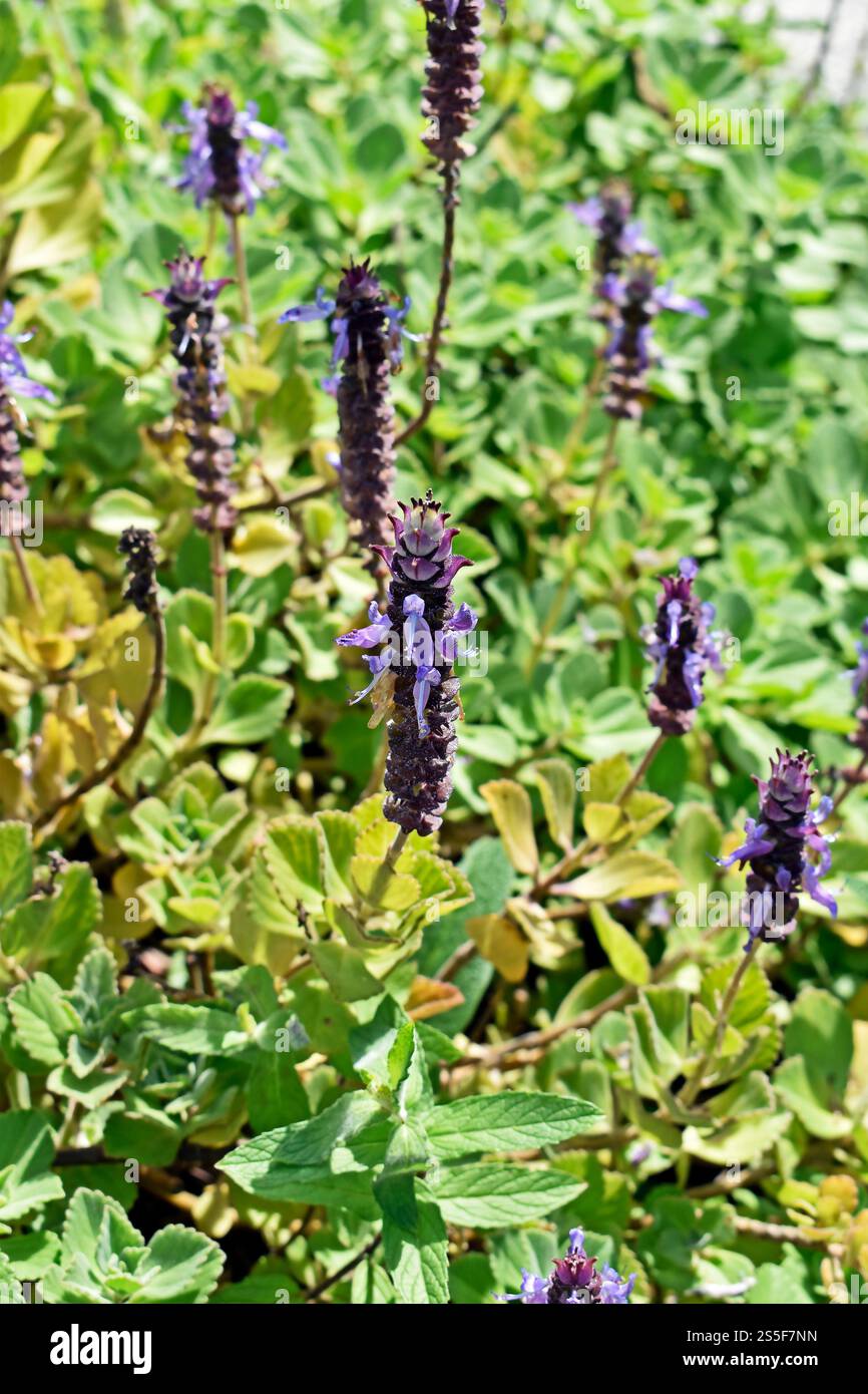 Spurflower (Plectranthus neochilus), medicinal plant used in ...