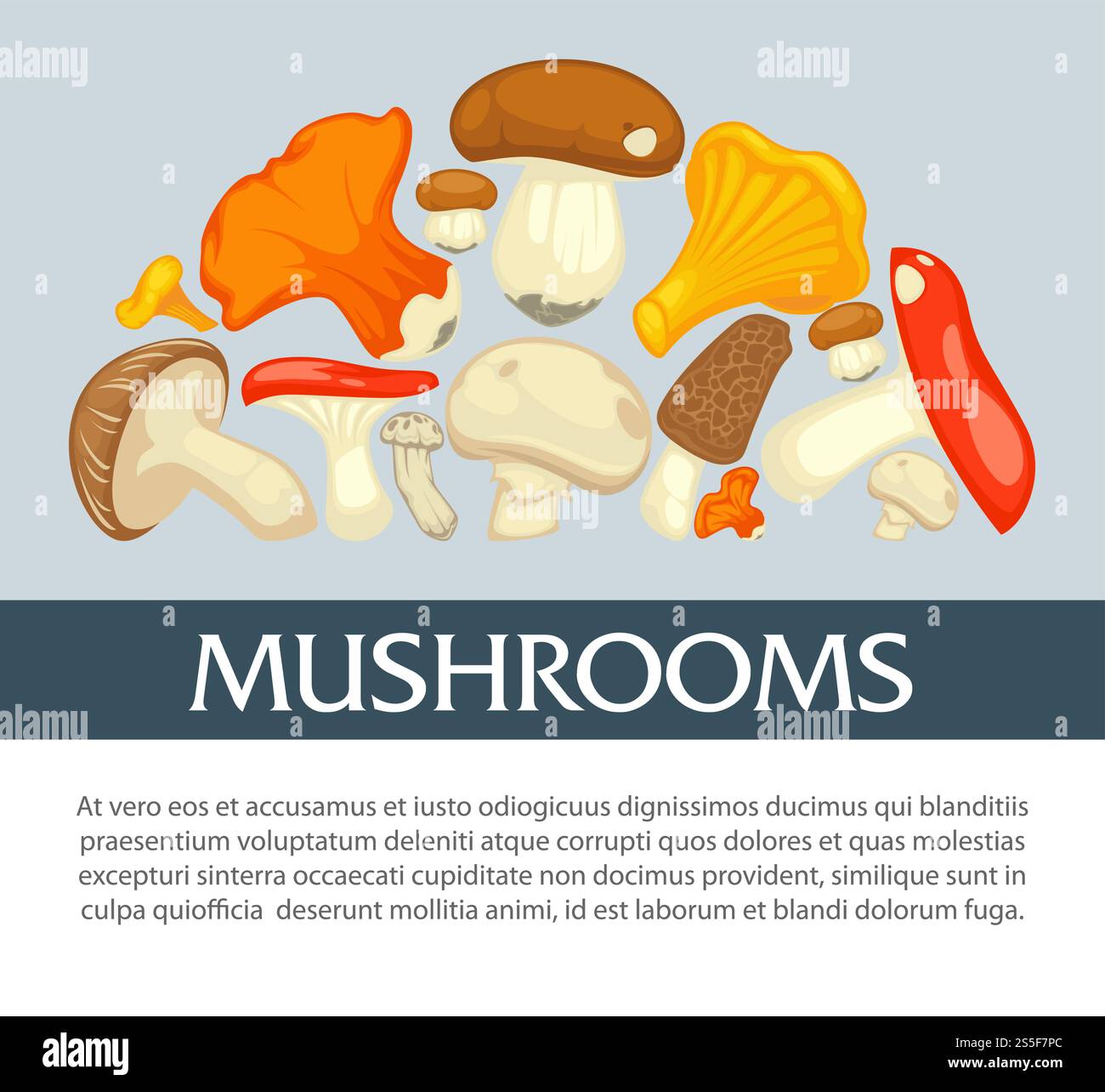 Ripe forest mushrooms of all edible species on promotional poster with ...