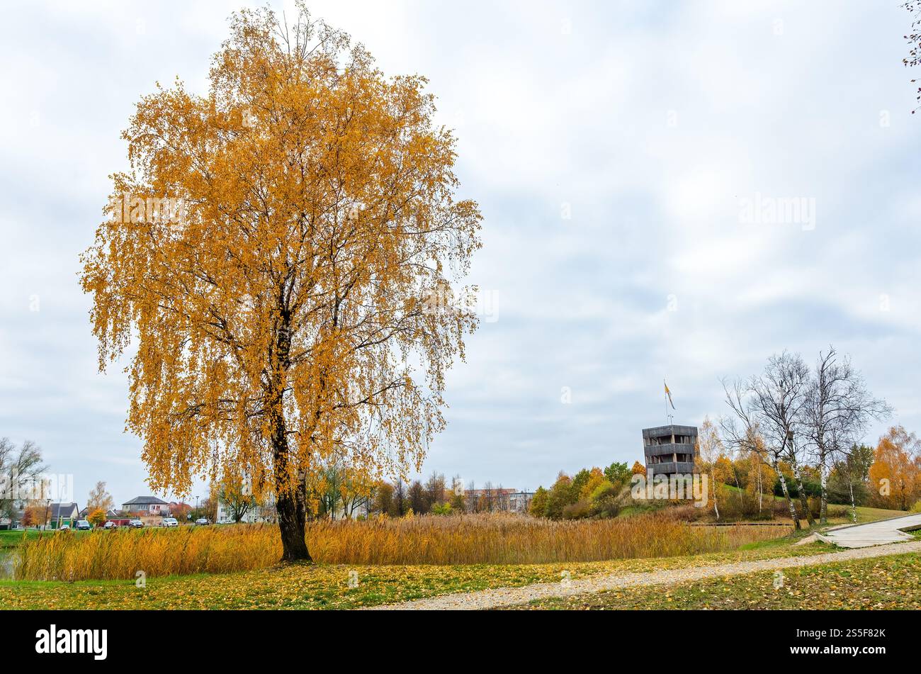 Bright yellow tree surrounded by autumn colors. A striking tree with ...