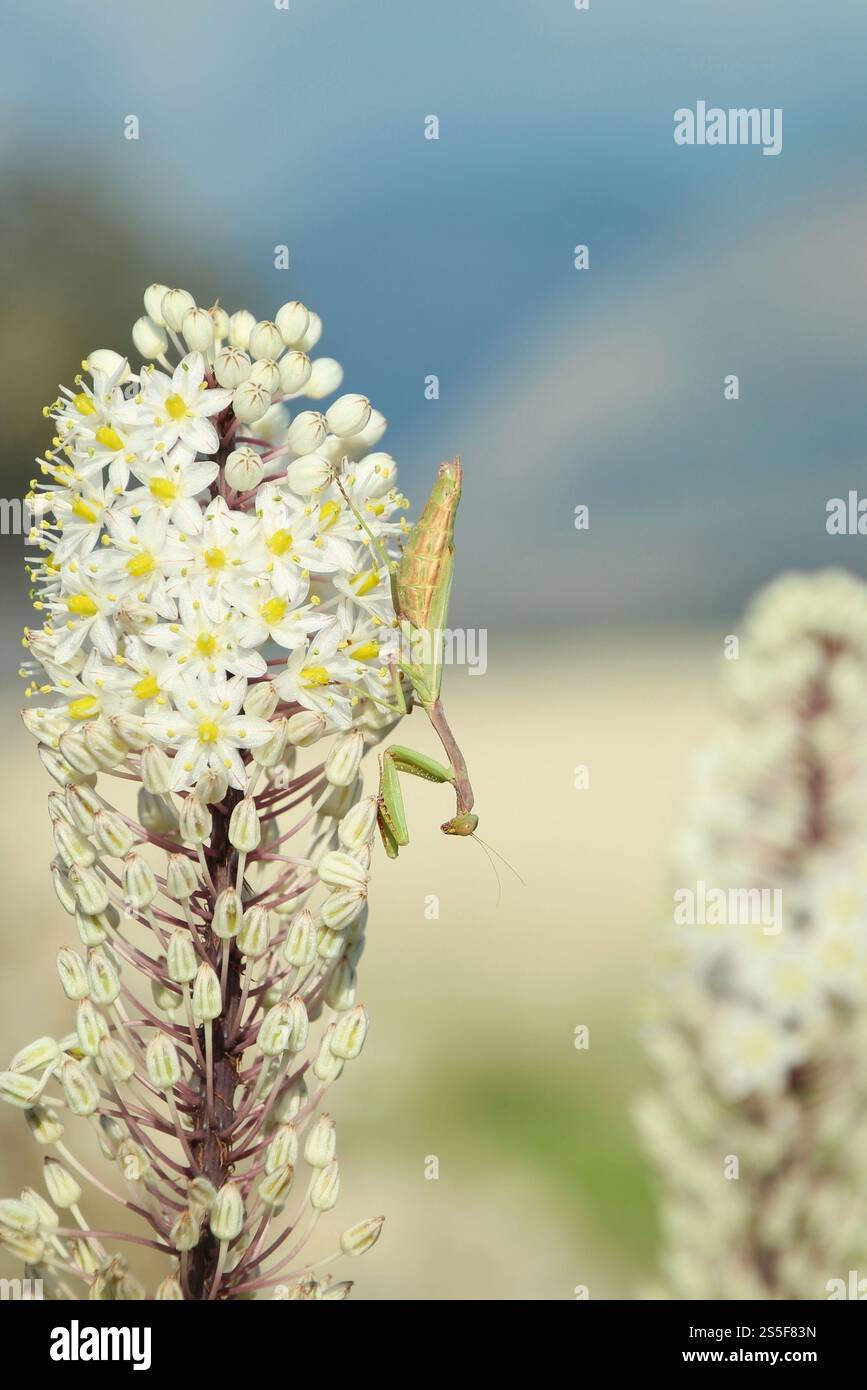 the praying mantis is on a blooming beautiful flower. It is wildlife ...