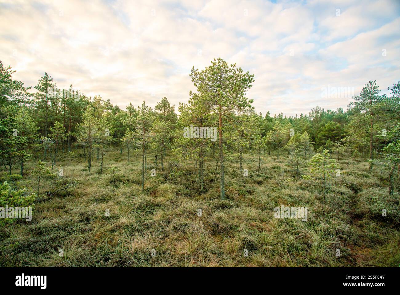 Panoramic landscape of Lahemaa national park by sunrise with swamps and ...