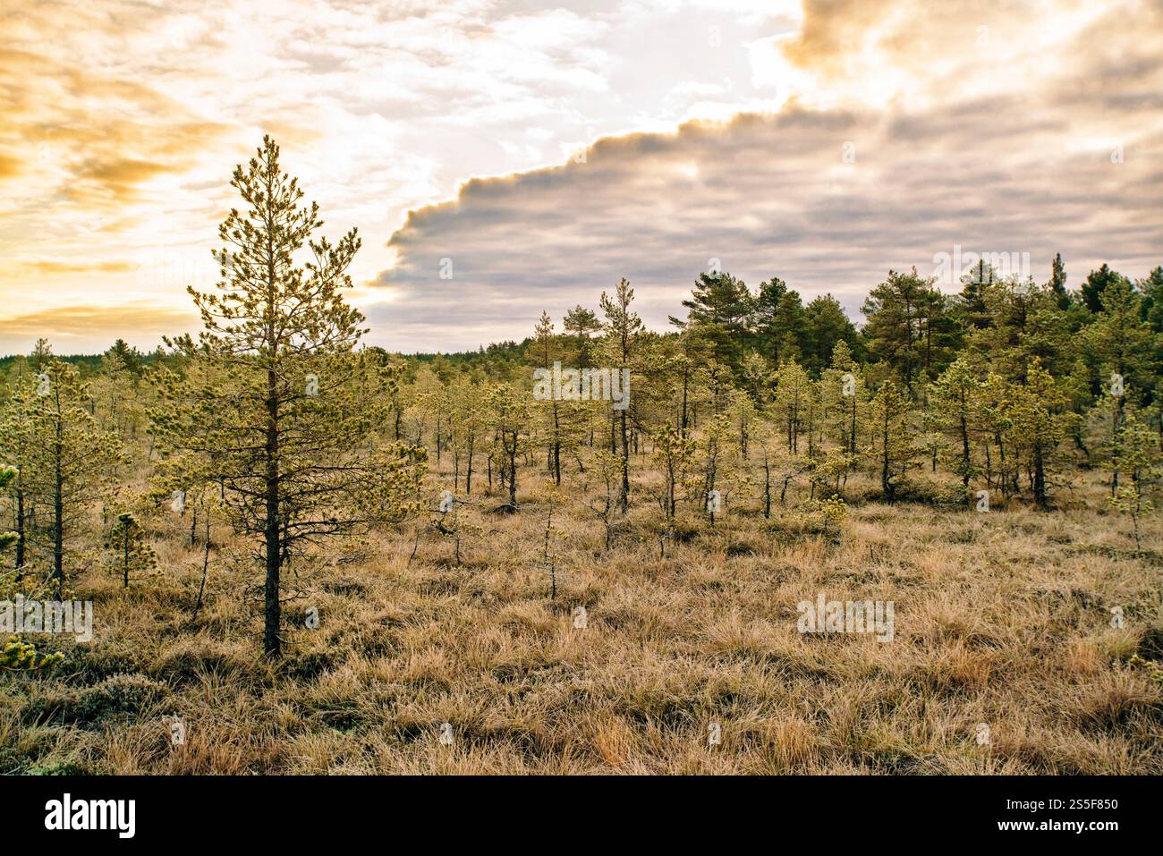 Panoramic landscape of Lahemaa national park by sunrise with swamps and ...