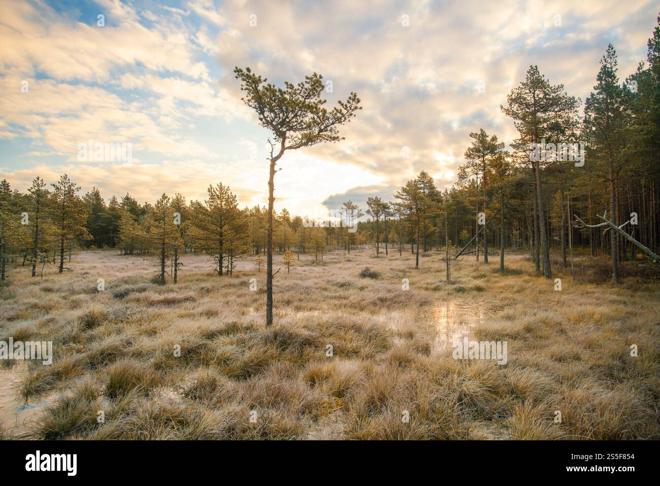 Panoramic landscape of Lahemaa national park by sunrise with swamps and ...