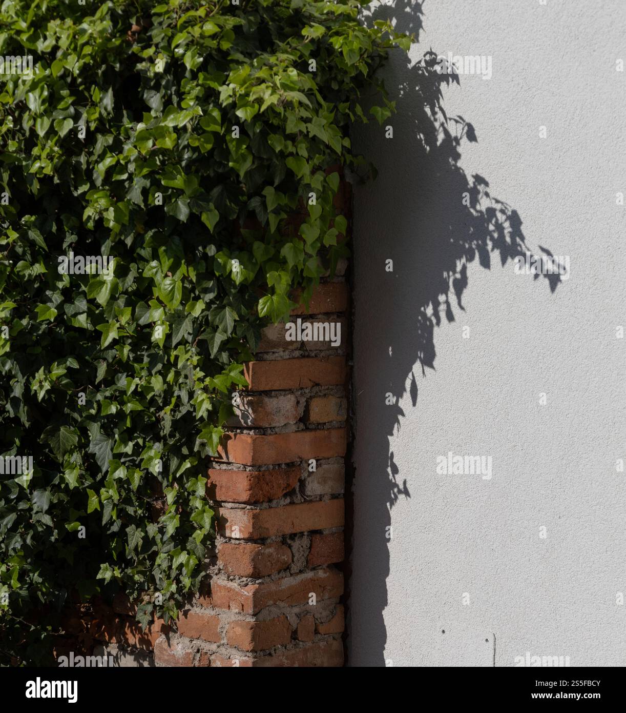 shadow of plants Stock Photo - Alamy