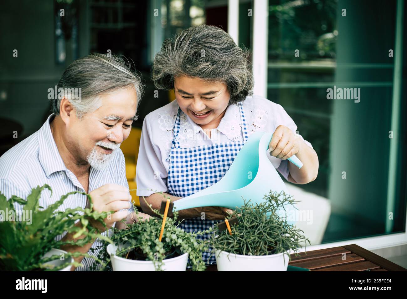 Elderly couples talking together and plant a trees in pots Stock Photo ...
