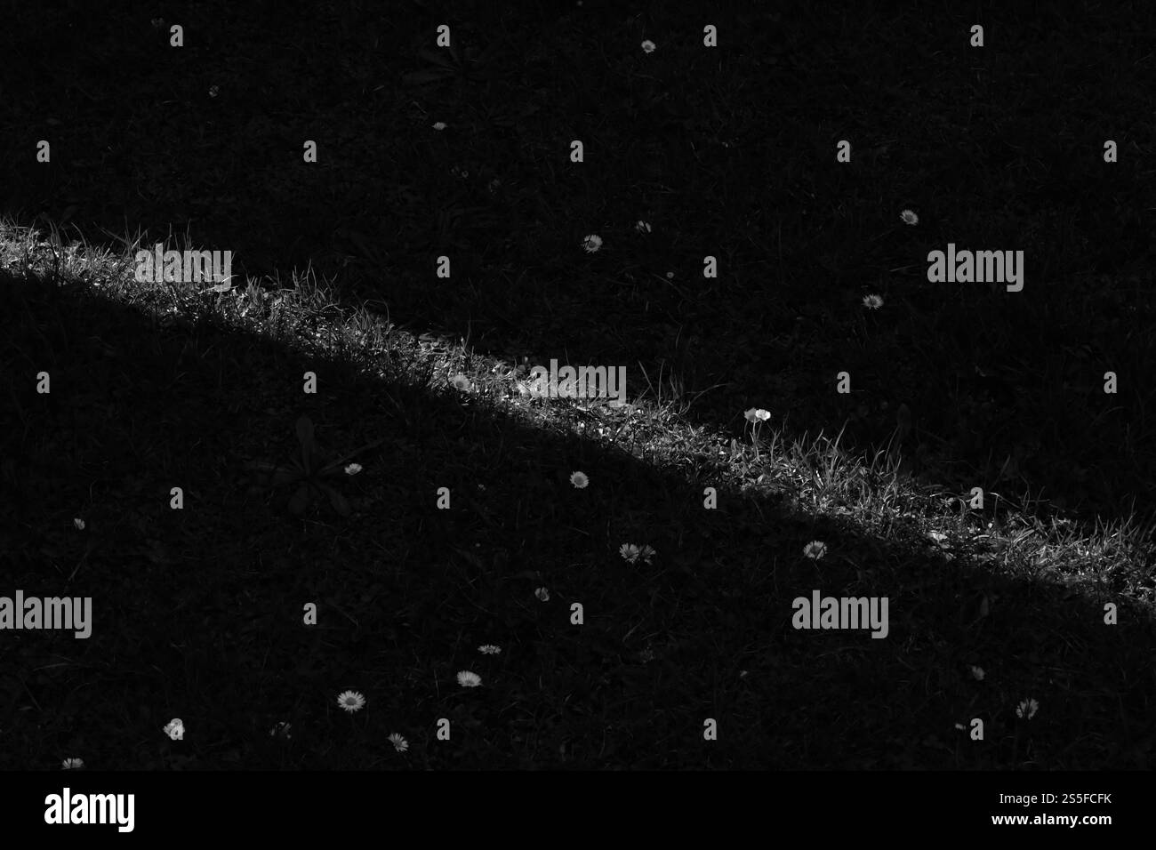 light falling on grass making a line Stock Photo - Alamy