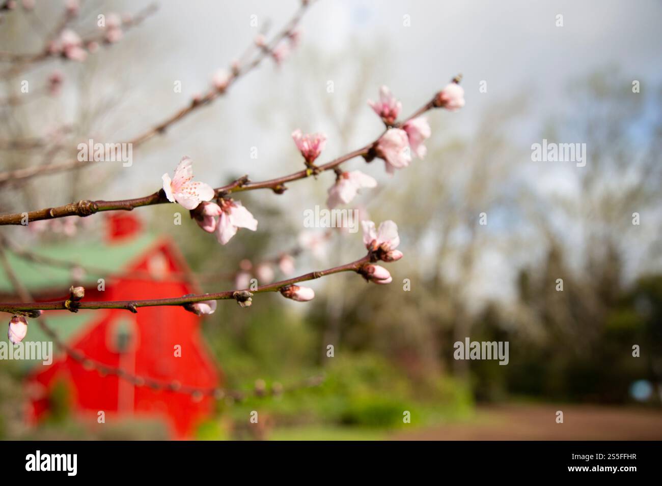 Spring cherry blossoms in focus with a red barn blurred in the ...