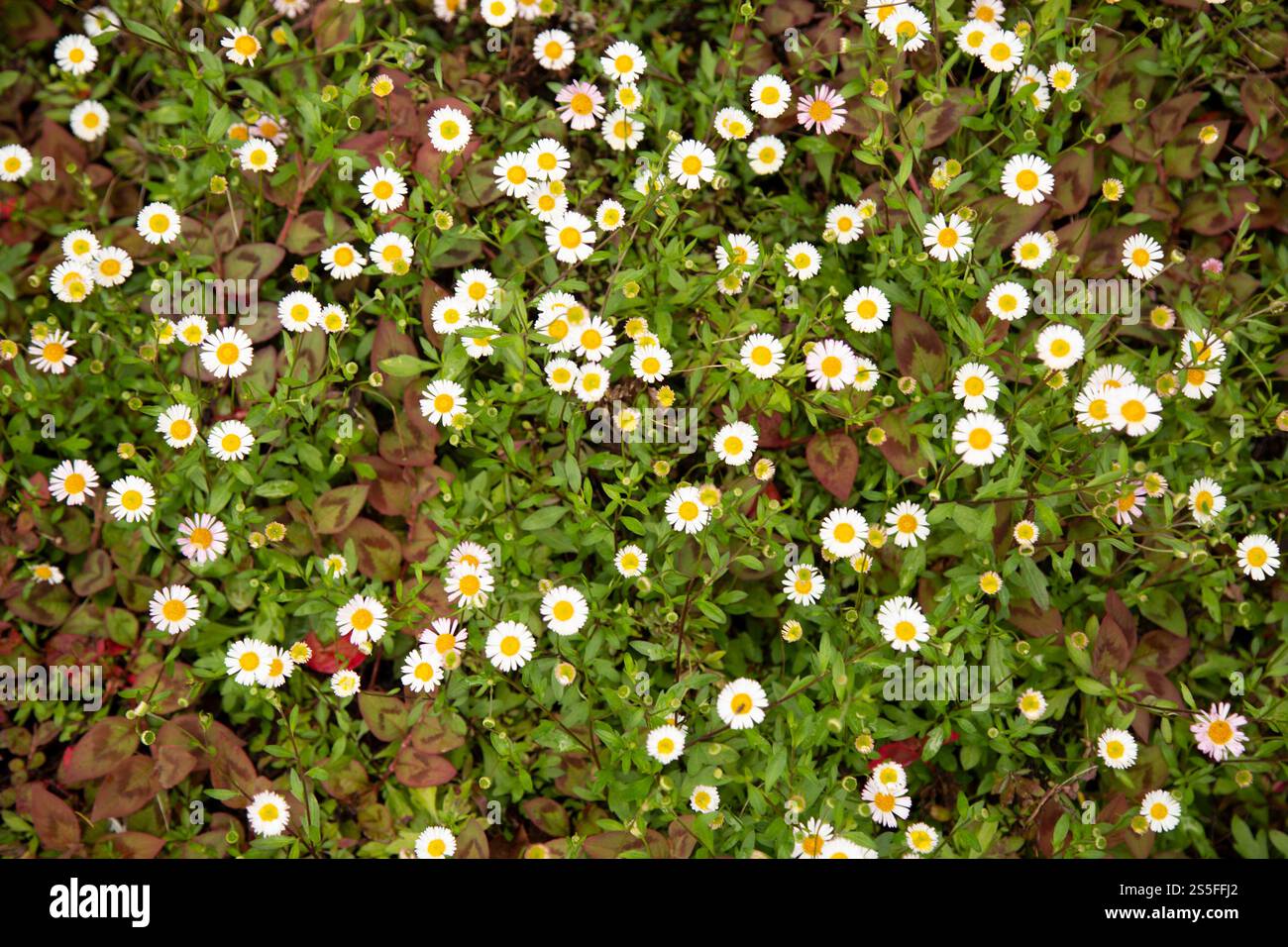 A dense cluster of white and yellow daisy-like flowers with green ...