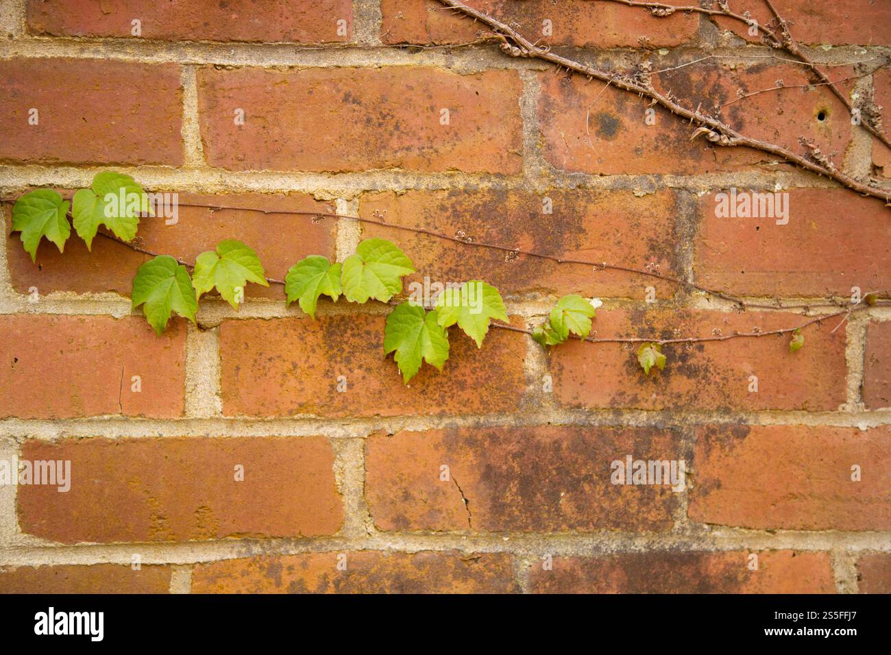 Green ivy leaves sprouting thin vine textured red brick wall hi-res ...