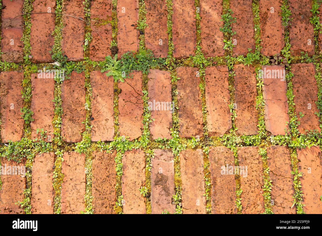 Green plants growing between the seams of a brick pavement, Auckland ...