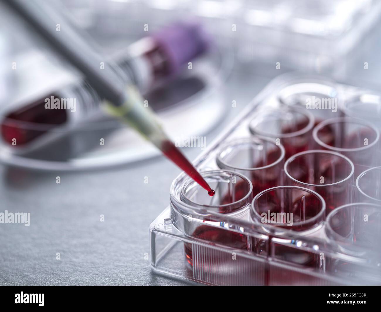Cell Research, Scientist pipetting blood for cell research during a ...