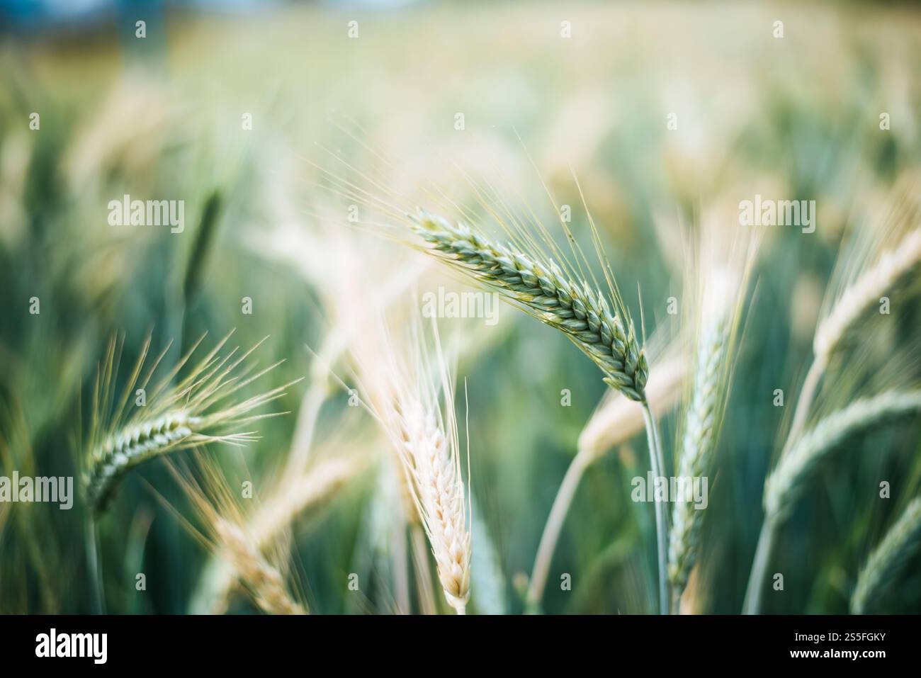 close up barley grain before harvesting Stock Photo - Alamy