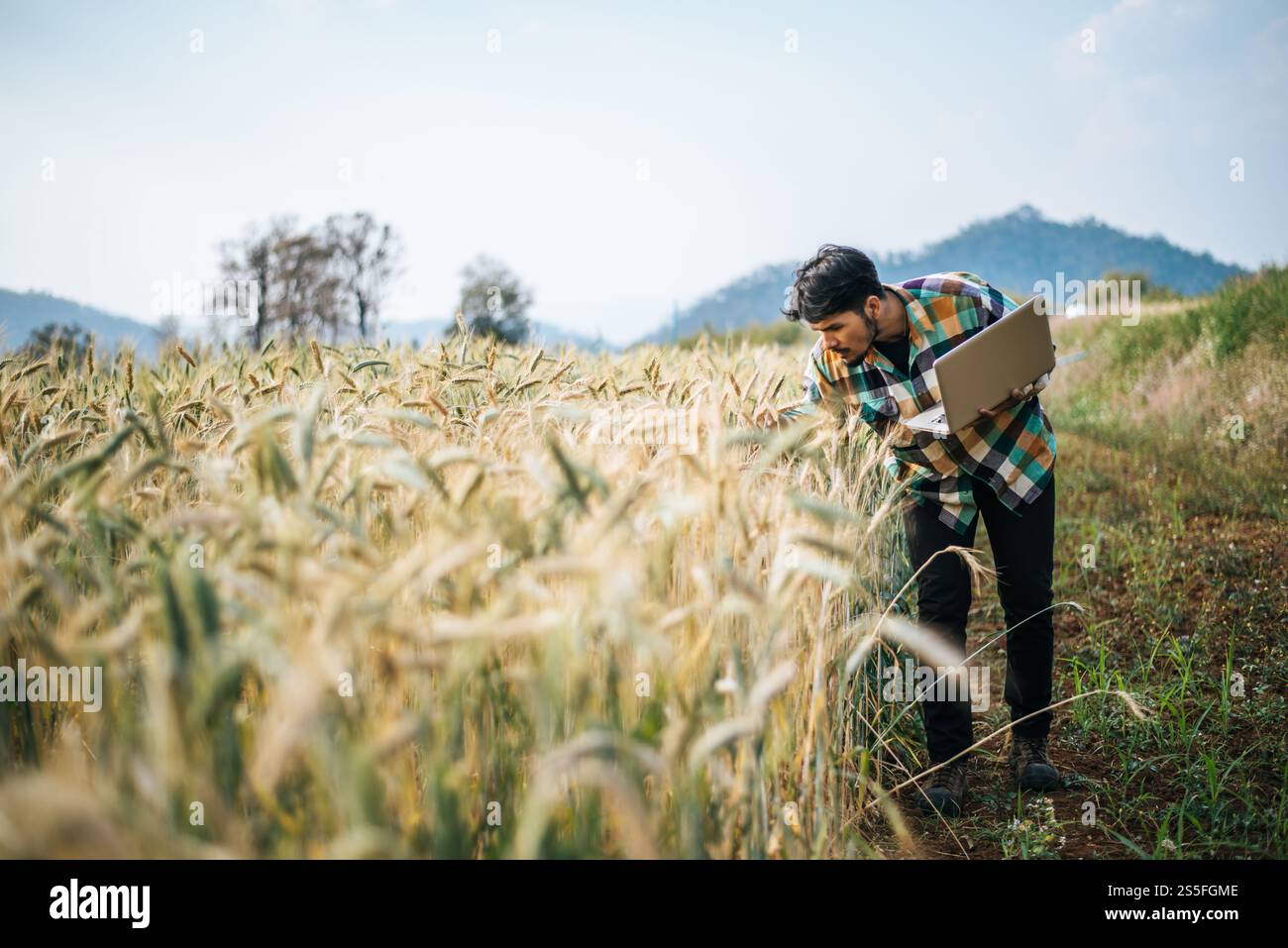 Smart farmer checking barley farm with laptop computer Stock Photo - Alamy