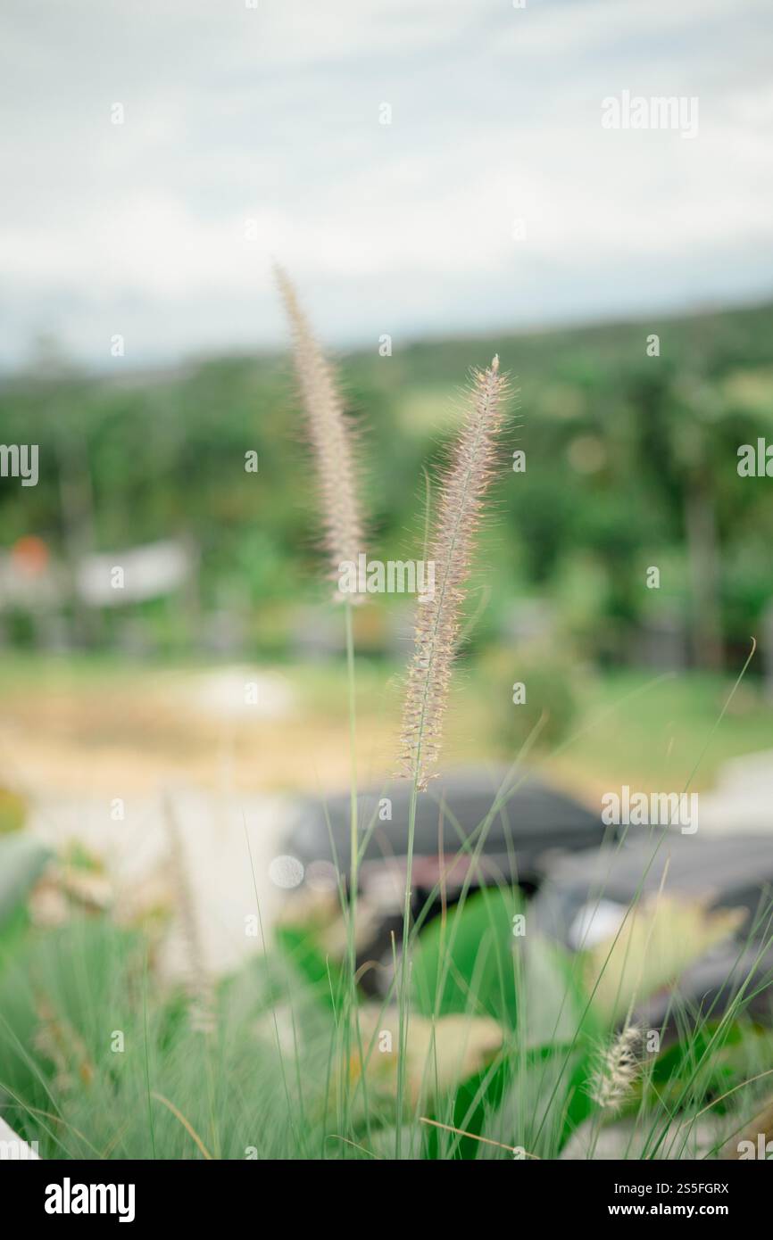 Soft, white seed heads of ornamental grass sway gently in the breeze ...