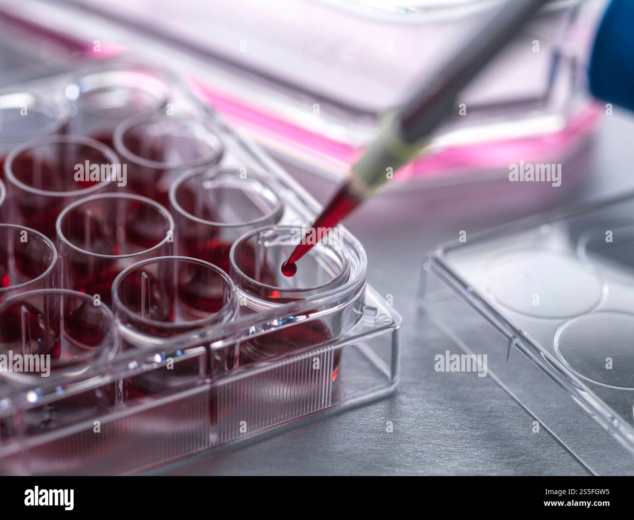 Cell Research, Scientist pipetting blood for cell research during a ...