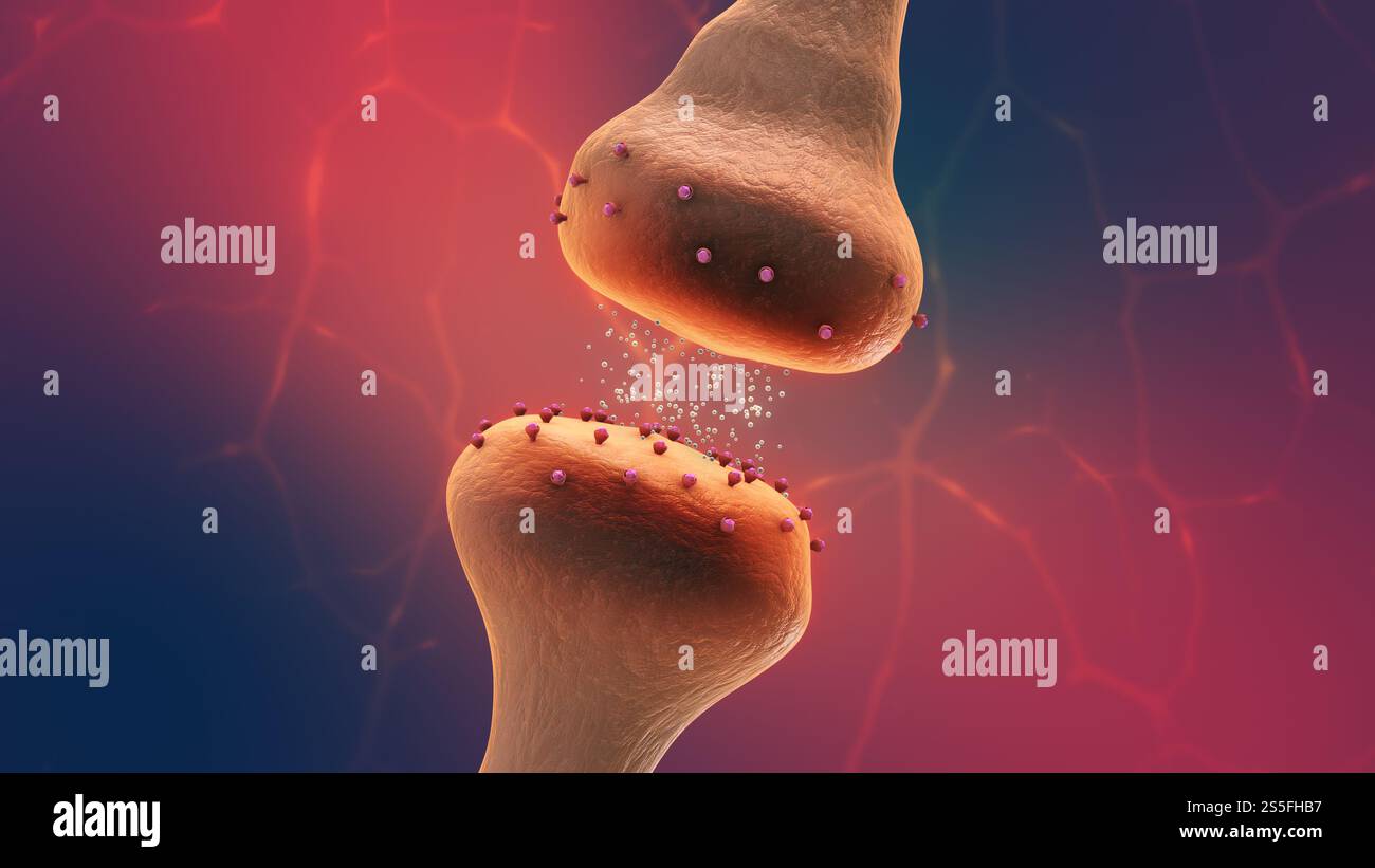 Neurochemical Receptors Regulating Brain Signal Transmission Stock ...