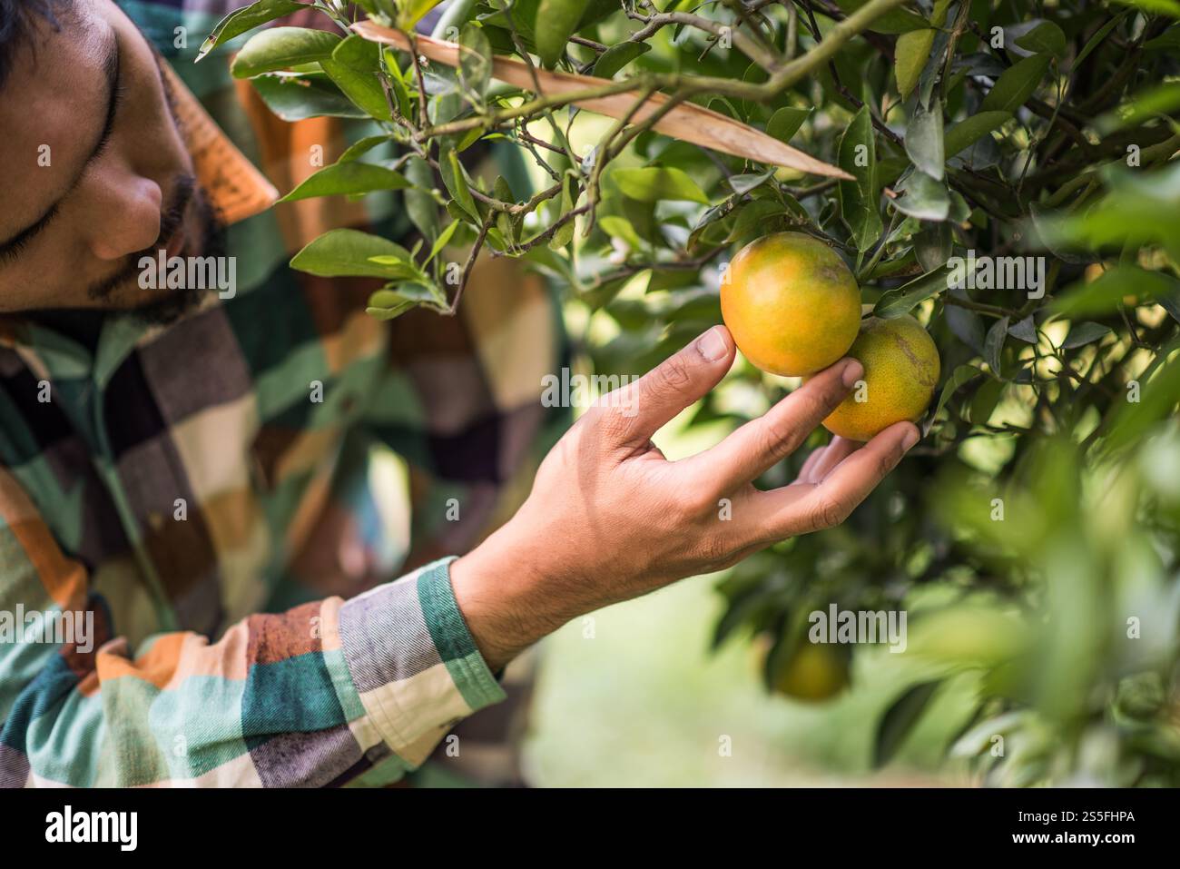 orange tree field male farmer harvest picking orange fruits Stock Photo ...