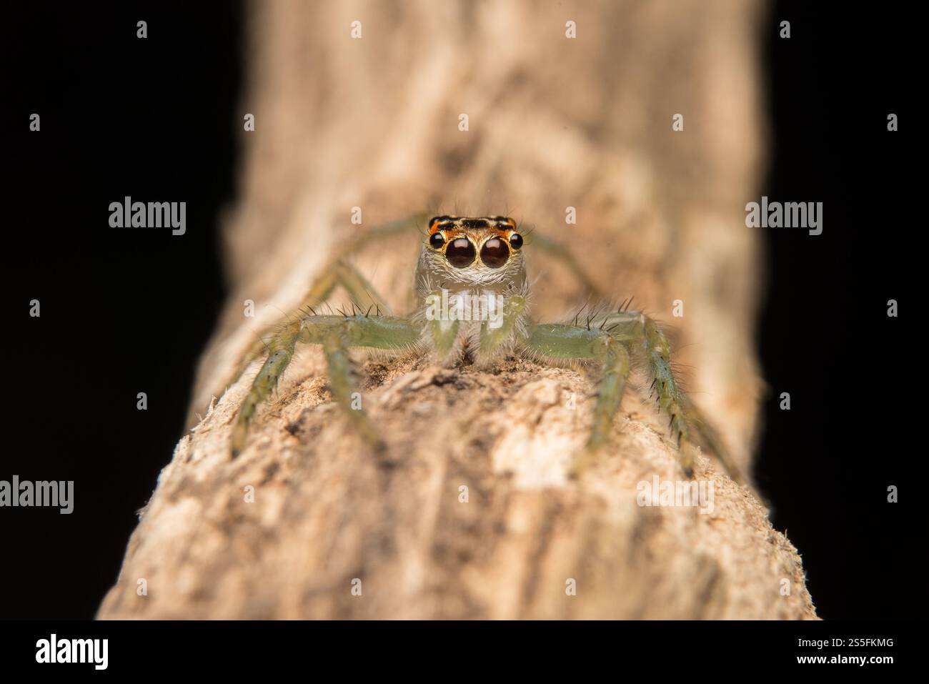Jumping spider predator nature habitat Stock Photo - Alamy