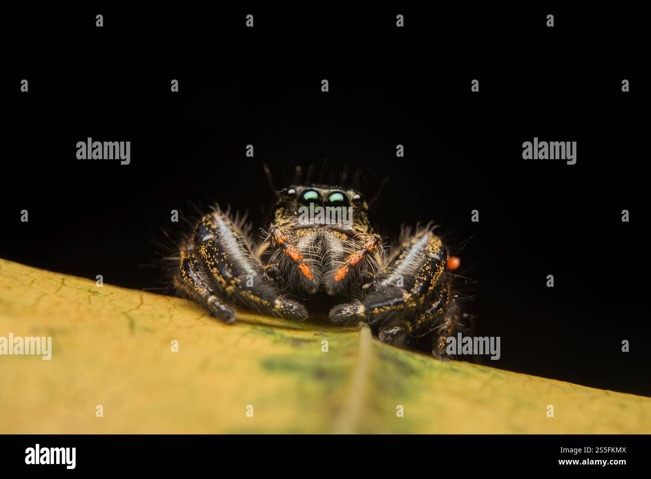 Spider at their natural habitat hi-res stock photography and images - Alamy