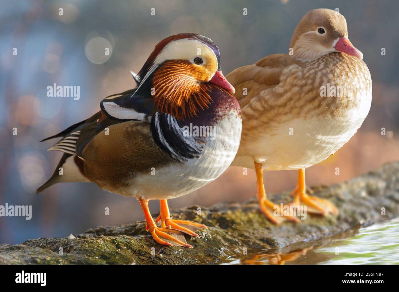 Mandarin ducks on lake hi-res stock photography and images - Alamy