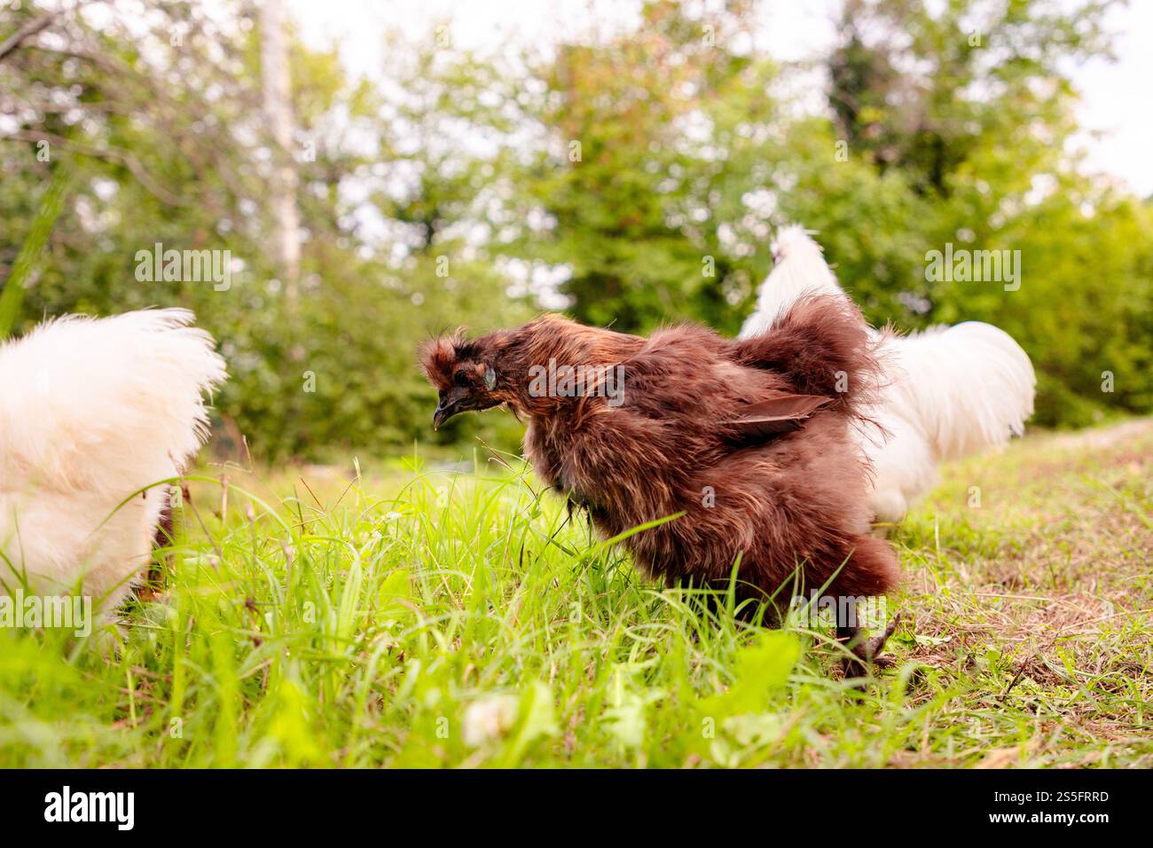 Side view of chinese Silkie Brahma black and white chickens with ...