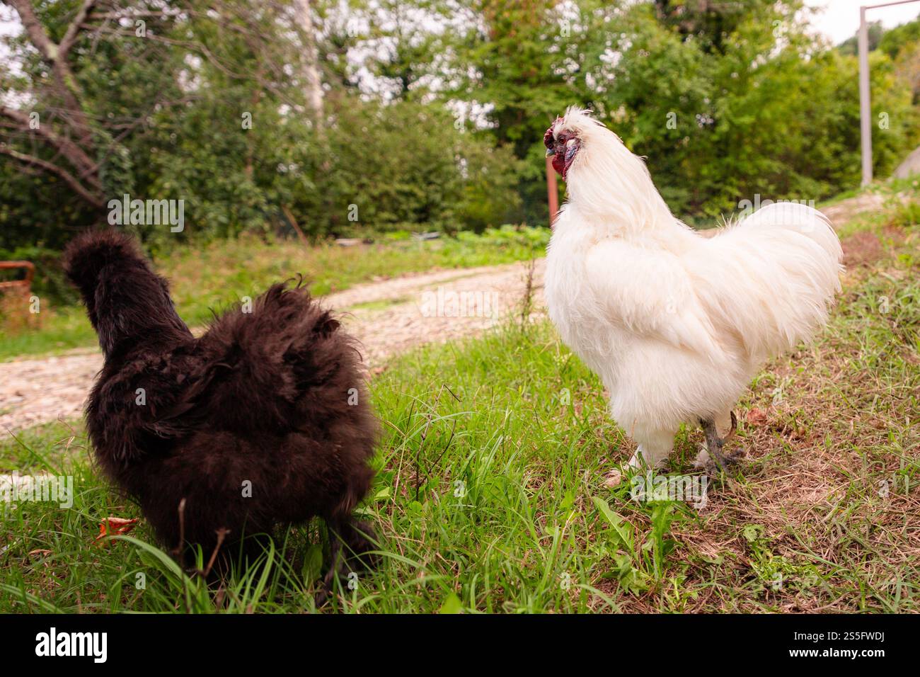 Side view of chinese Silkie Brahma black chicken with rooster feeding ...