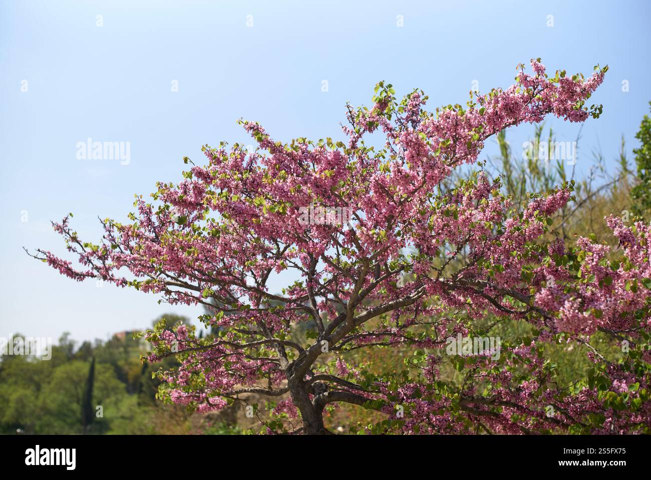Cherry blossom tree in full bloom under a clear blue sky, Barcelona ...