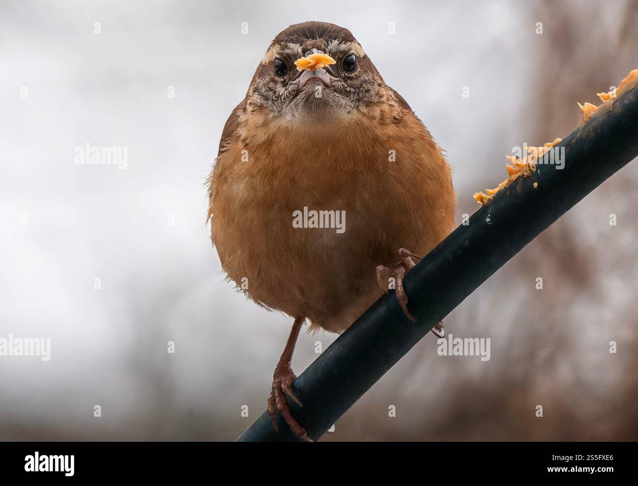 A tiny Wren on a high perch Stock Photo - Alamy