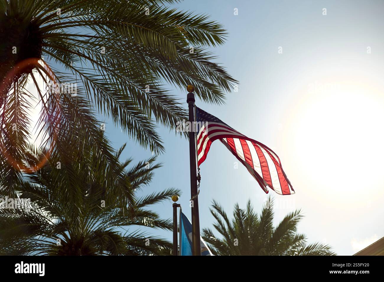 American flag waving sunny sky framed palm tree leaves hi-res stock ...
