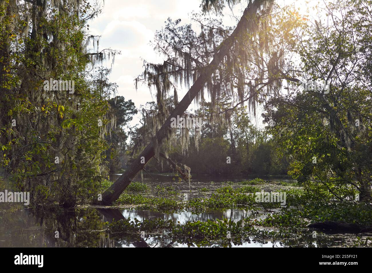 Sunlight filters through the canopy of a serene swamp with moss-draped ...