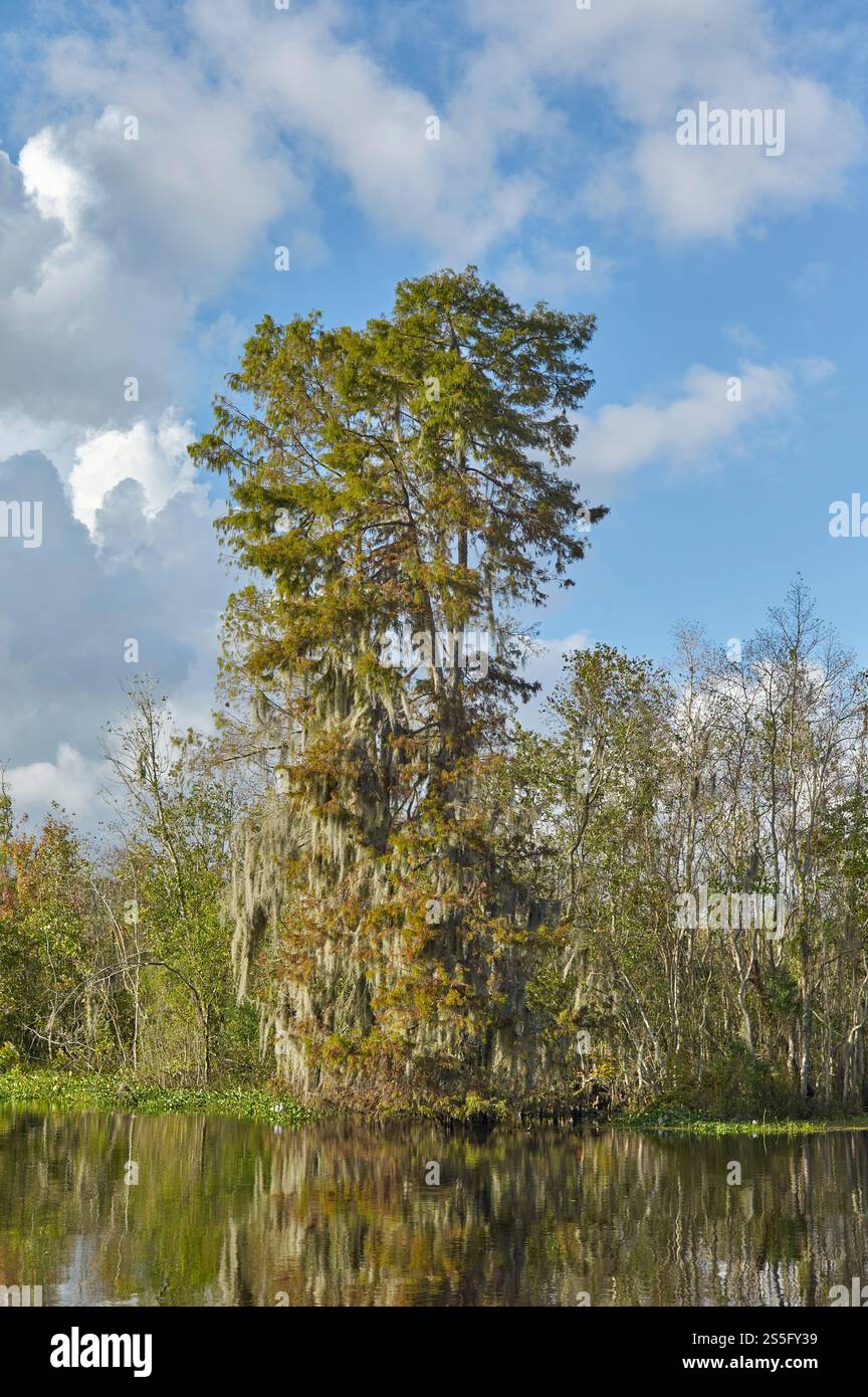 A towering cypress tree draped with Spanish moss stands beside calm ...