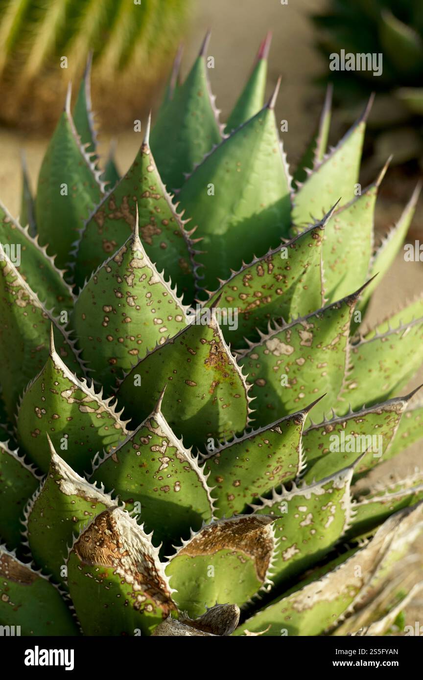 Close-up of a vibrant green aloe vera plant with spiky edges Stock ...
