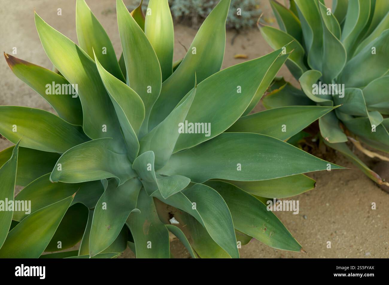 Close-up of green agave plants with thick, fleshy leaves in a desert ...
