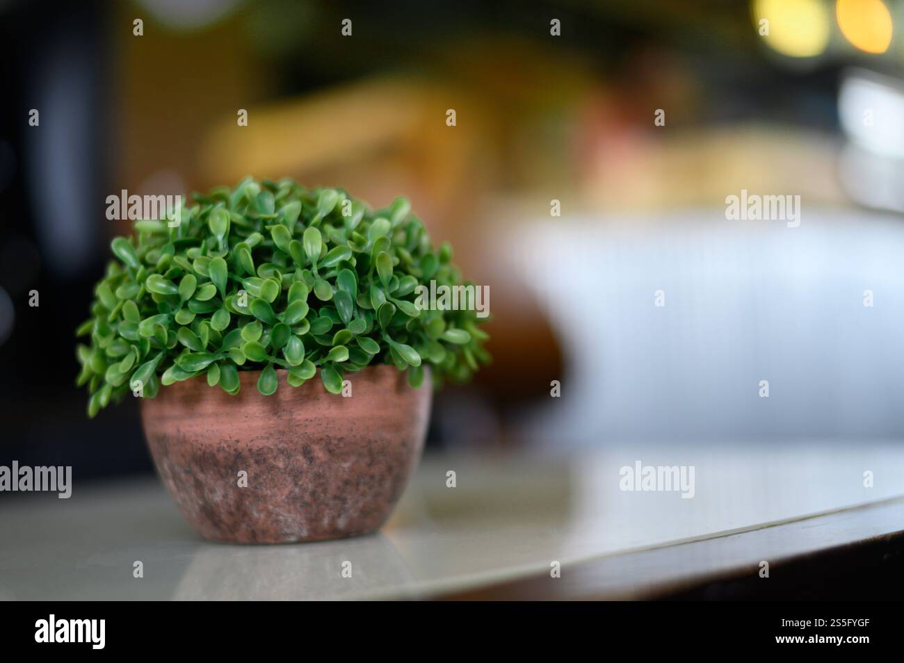 Fake tree on the glass table Stock Photo - Alamy