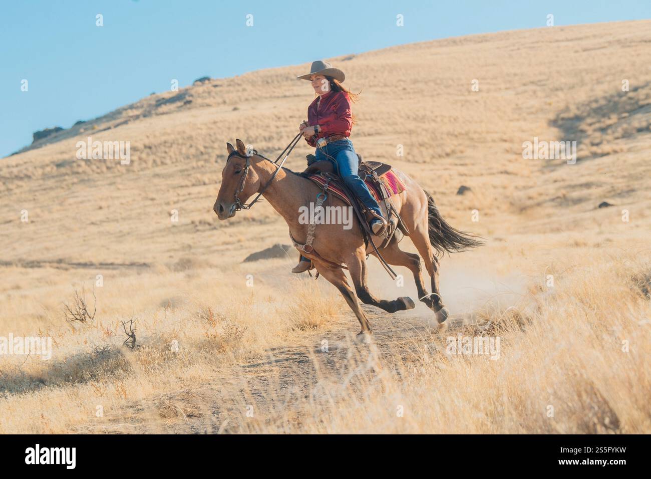 Horse galloping across grassy field hi-res stock photography and images ...
