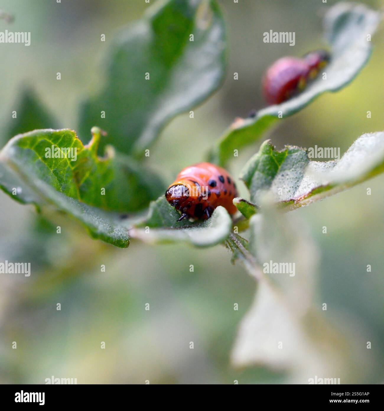 Colorado potato beetle larvae eat leaf of young potato, closeup. Pests ...