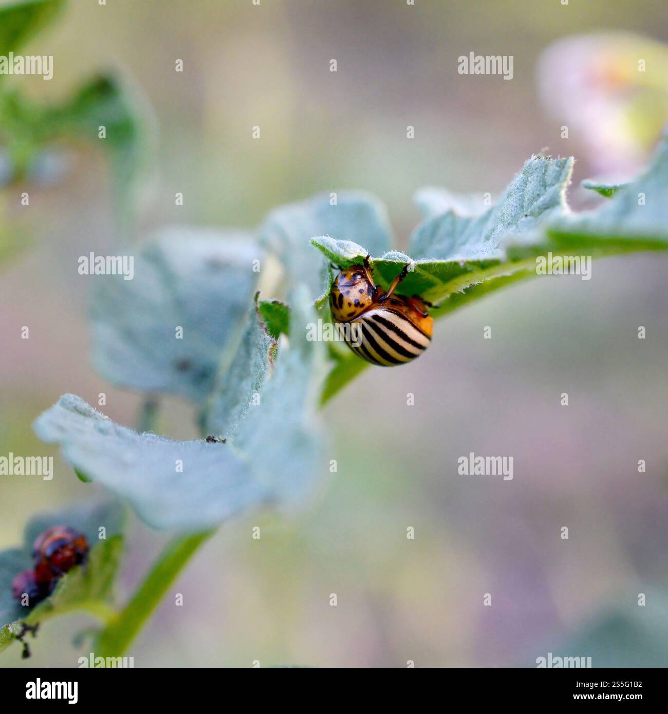 Colorado potato beetle crawling on potato leaves. Ten-striped spearman ...