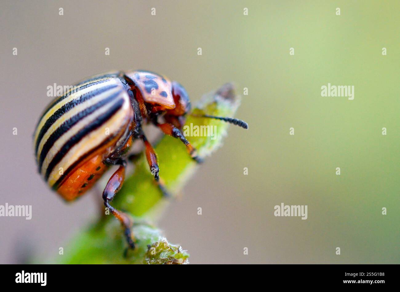 Colorado potato beetle crawling on potato leaves. Ten-striped spearman ...