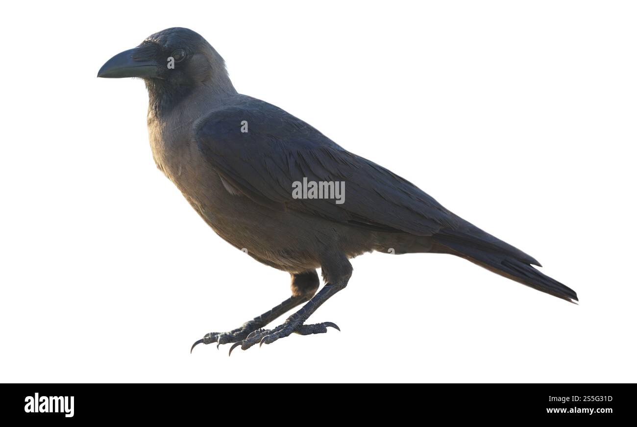 Crow isolated on white background. Corvus splendens Stock Photo - Alamy