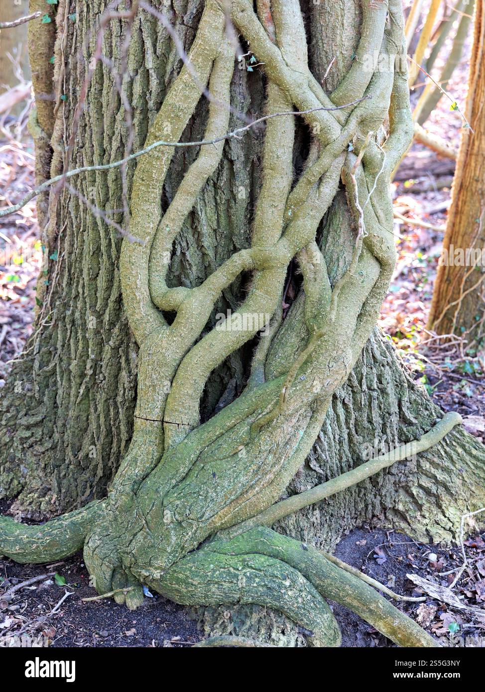 Ivy is a climbing plant. It provides habitat and food for animal ...
