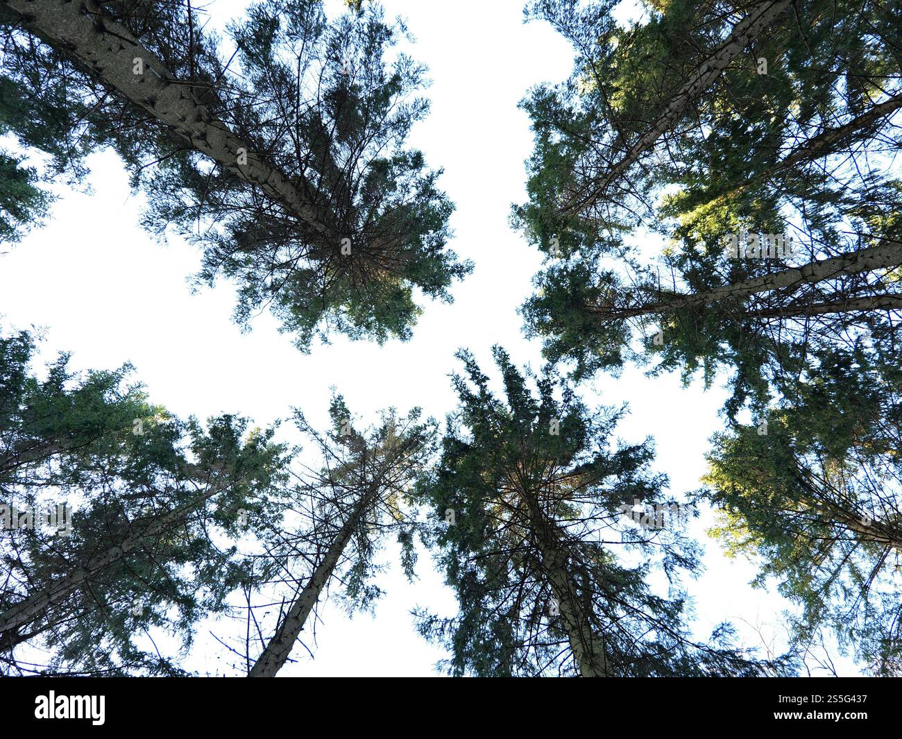 Tree canopies with a view of the sky. tree crowns from ground ...