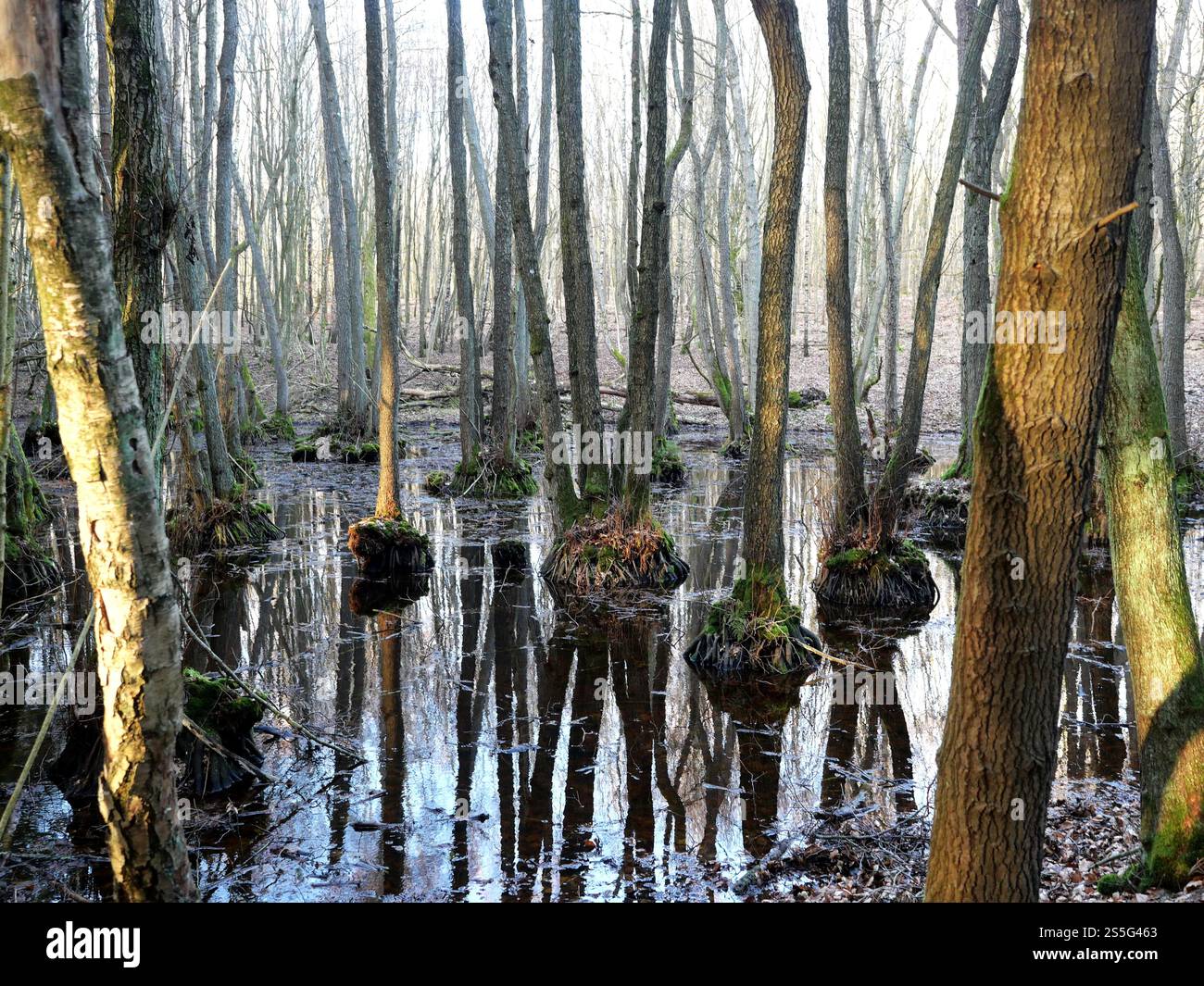Forest areas with reflections in water surfaces of swamps and moors in ...